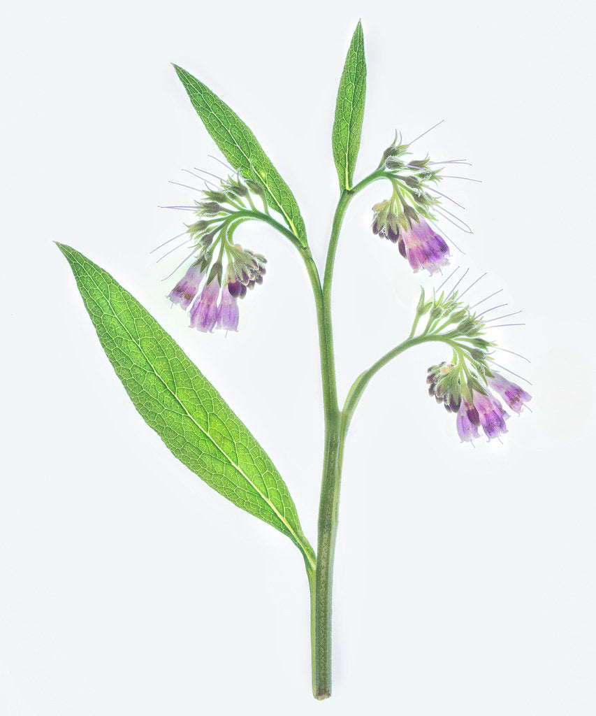 Comfrey Leaf – Evermore Herb & Tea Co.